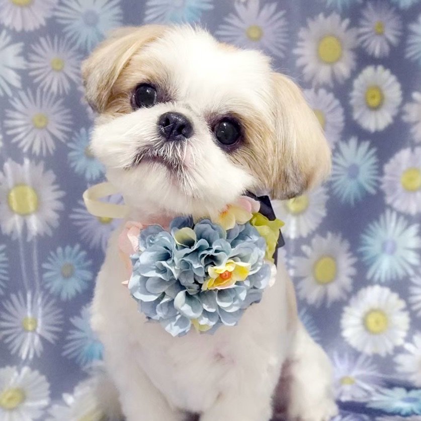 こたち🐶 社群數據— Kolr 全球最大 AI 網紅行銷平台